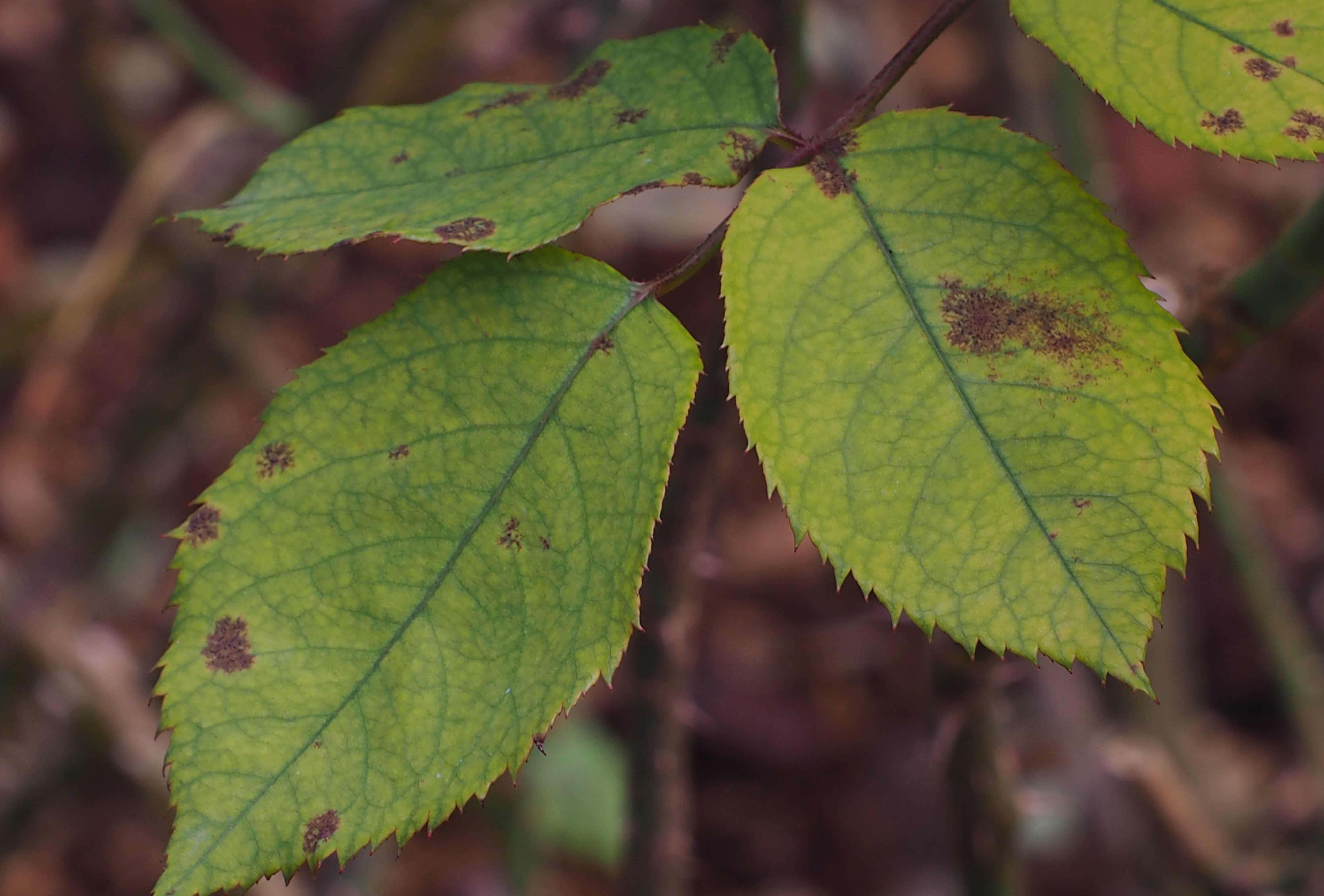 Ложная мучнистая роса роз | Koppert Россия