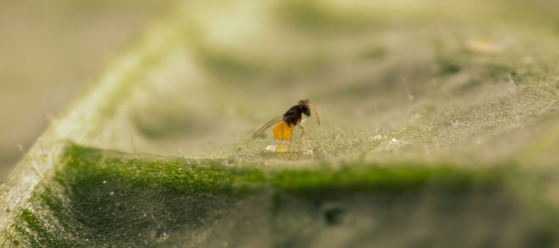 Encarsia formosa (Parasitic Wasp): Biological Control of Whitefly